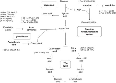 Of The Apoe And Sex Modulated Metabolic Alterations In Fatty Download Scientific Diagram