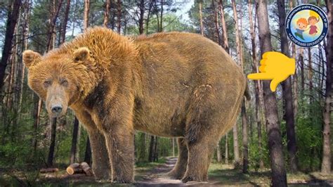 Ознайомлення з природним довкіллям Дикі тварини Youtube