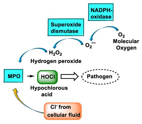 Schematic Representation Of Hocl Production During The Respiratory