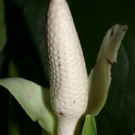 Arrowhead Syngonium Macrophyllum Plant Care And How To Grow Water