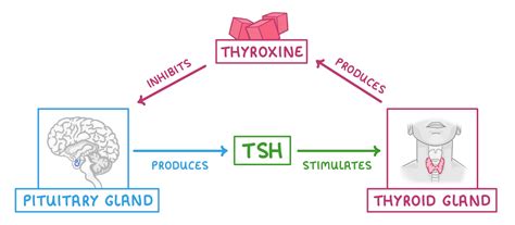 Adrenaline And Thyroxine Lesson Gcse Biology Aqa Higher Triple Cognito