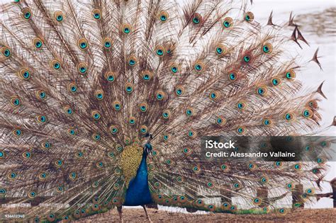 폴란드에서 바르샤바에서 Lazienki 또는 로얄 온천 공원에서 공작 공작 깃털에 대한 스톡 사진 및 기타 이미지 공작 깃털 공작새 깃털 Istock