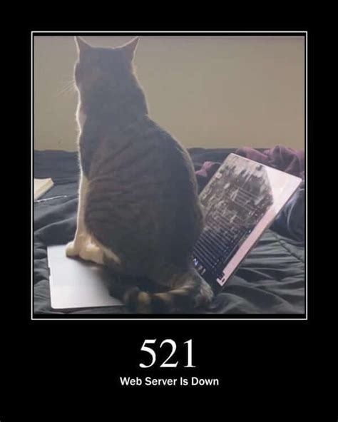 521 Web Server Is Down Cats