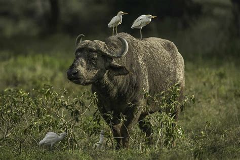 Cooperation Animals Examples