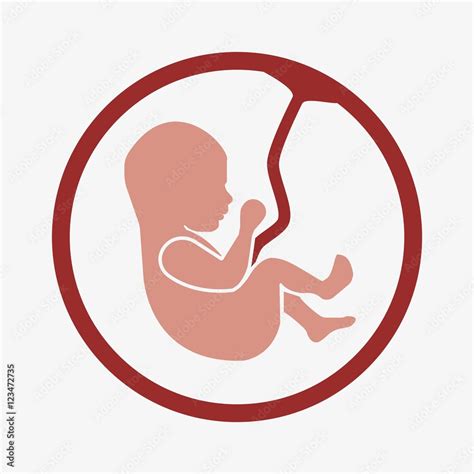 Embryo Phase Of Born Stock Vector Adobe Stock