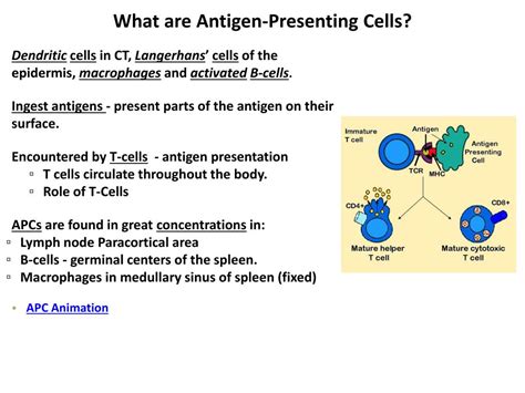 Ppt Immunity Powerpoint Presentation Free Download Id 5642671
