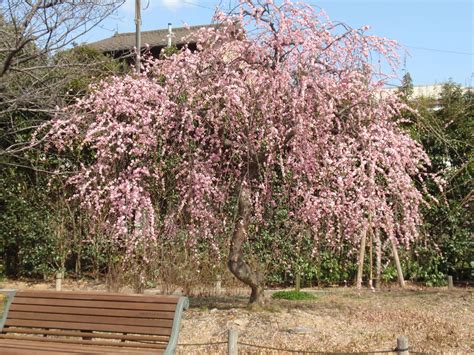 シダレウメ花とみどり到津の森公園