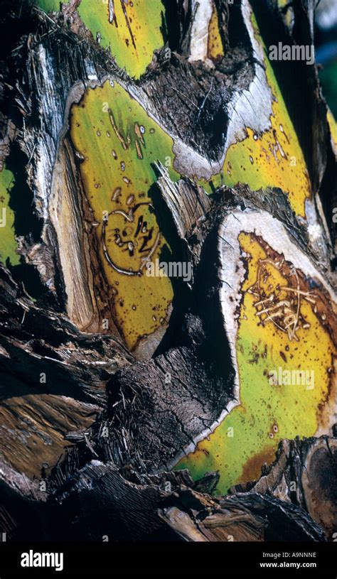 Carvings In A Tree Trunk Stock Photo Alamy