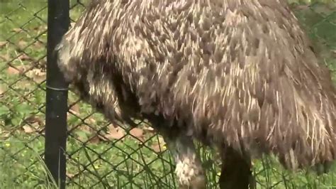 쥬니어네이버 사파리 에뮤 Youtube