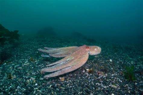 Incredible Octopus Sex Party Photographed By Diver Off West Country