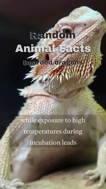 Amazing Bearded Dragon Gender Reversal How Temperature Shapes Sex Youtube
