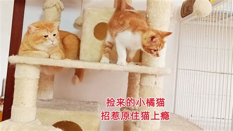 捡来的小橘猫招惹原住猫上瘾，猫姥姥不惯病一顿老拳，小橘猫蒙了 Youtube