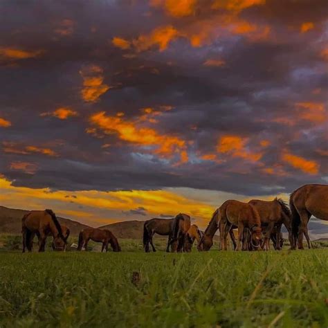 Говийн Го Го