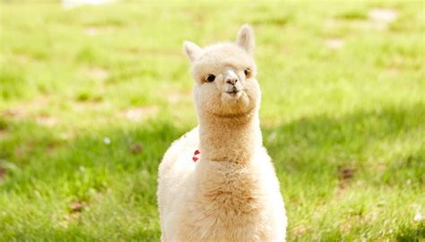 보기만 해도 힐링 된다”···얼굴만큼 귀여운 알파카의 ‘빵실빵실한 엉덩이 인사이트