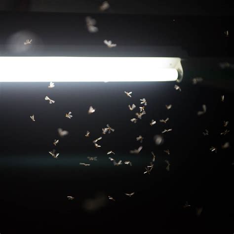 Miller Moth Removal And About Miller Moths Omnis Pest Control