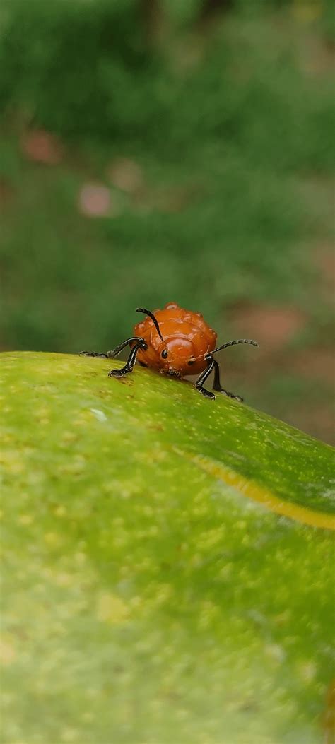 A Tiny Little Fella On A Mango First Time I See One Of These Does