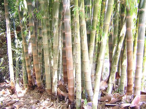 Bamboo Clumping Species Bamboo Australia