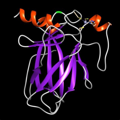 Tp53 Protein Structure Binform