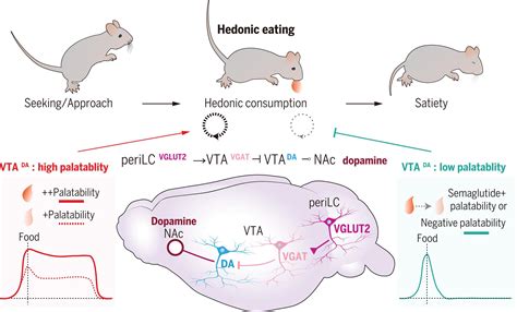 Science A Previously Overlooked Dopamine Producing Brain Circuit