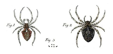 Spider Taxonomy Alchetron The Free Social Encyclopedia