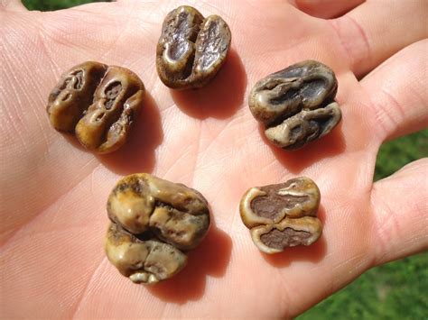 Five Choice Colorful Manatee Teeth Recently Sold Fossils