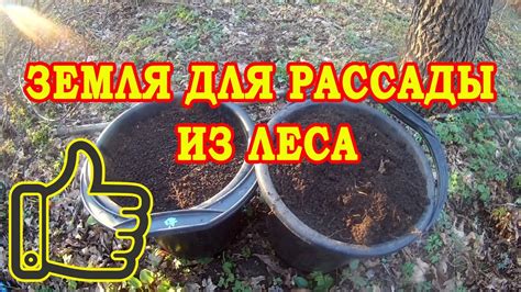 ЗЕМЛЯ ДЛЯ РАССАДЫ ИЗ ЛЕСА. ОТЛИЧНЫЙ ГРУНТ - YouTube