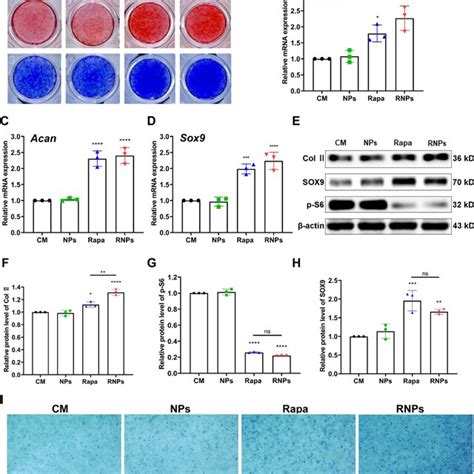 Rnps Promote Chondrogenic Differentiation Of Atdc5 Cells A Safranin Download Scientific