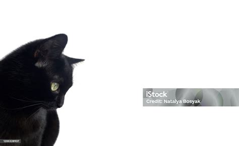 프로필에 검은 고양이의 초상화입니다 직선 측면 보기 한 마리의 새끼 고양이는 흰색 배경에 고립되어 있습니다 공간을 복사합니다 0명에 대한 스톡 사진 및 기타 이미지 Istock
