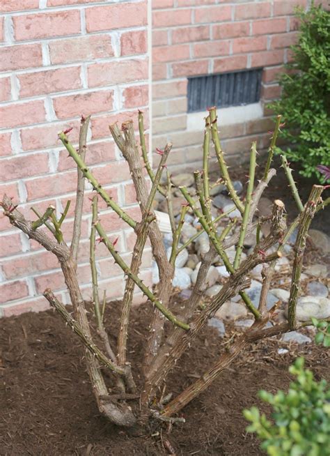 How And When To Prune Knock Out Roses Artofit
