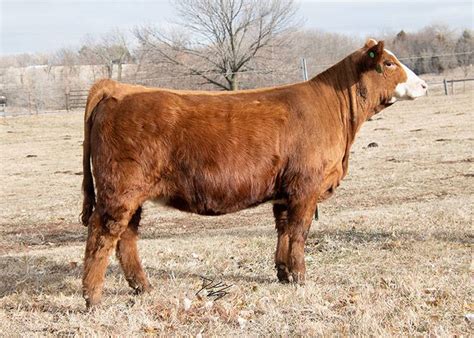 Sloup Simmentals Up And Coming Females