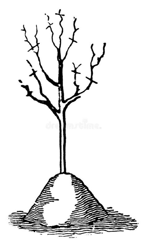 Earthed Tree Vintage Illustration Stock Vector Illustration Of