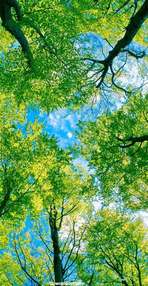تصویر زمینه درخت سبز