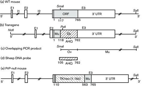 Schematic Representation Of The Muovprp Ahq Transgene A E The Prnp