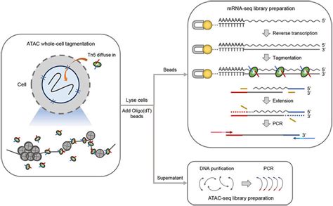 Schematic Overview Of Low Input Atacandmrna Seq Workflow Harvested Cells Download Scientific