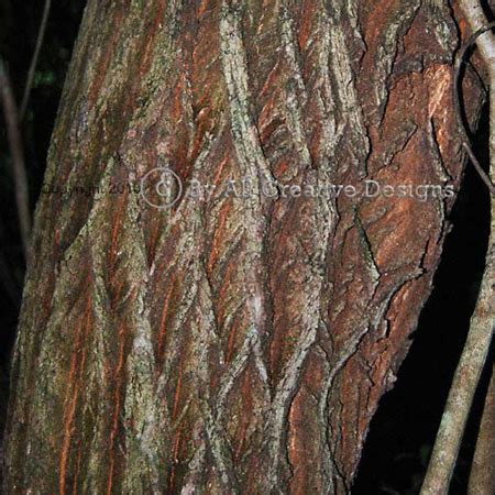 Bark Characteristics In Tree Identification Australia