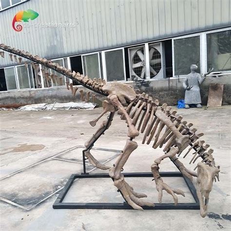 Fiberglass Real Size Gasosaurus Dinosaurs Skeleton Replicas For Museum Display