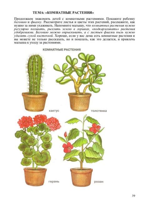Комнатные Растения Картинки Для Детей —