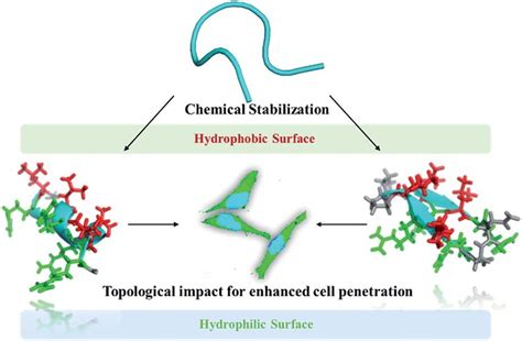 Schematic Illustration Of The Topological Impact Of Short Download Scientific Diagram