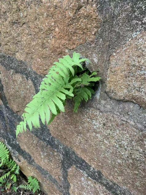 Python 实时语音识别 知乎