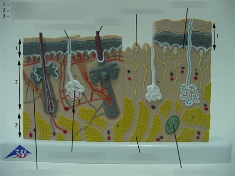 Chapter 6 Integument System Diagram Quizlet