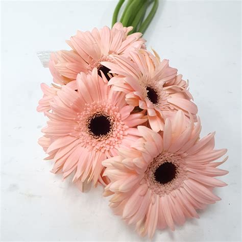 거베라 피치파스타국산 10대 구해줘꽃