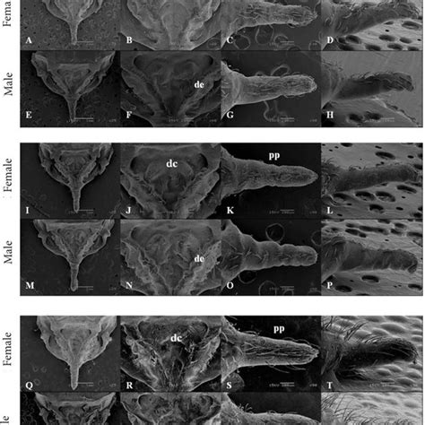 Pdf Morphology And Morphometry Of The Scutellum Of Six Species In The Genus Meccus Hemiptera