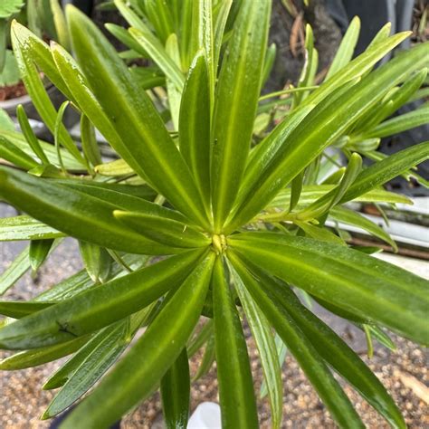 Podocarpus Macrophyllus Big Plant Nursery