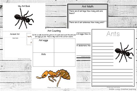 Ant Unit Simple Living Creative Learning