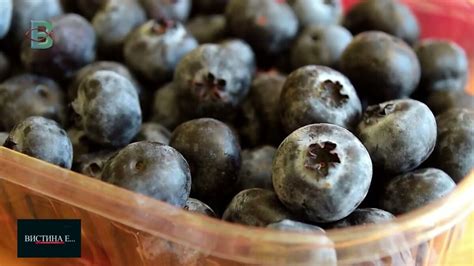 Вистина е Сината боја на боровинките Вистел