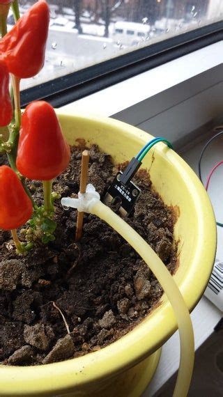 Apis Automated Plant Irrigation System Artofit