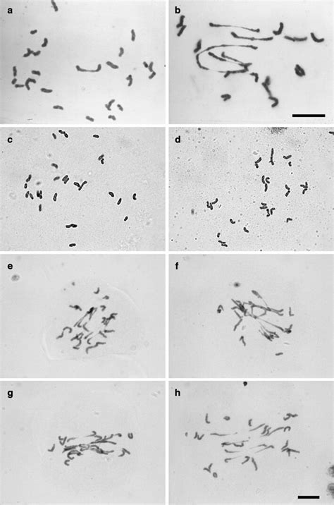 Induction Of Chromosome Pairing In Wheat Rye Hybrids Metaphase I Download Scientific Diagram