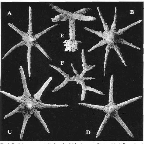 Figure 1 From Evolution Of Small Shelly Fossils Assemblages Of The Early Paleozoic Semantic