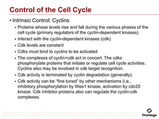Introduction To The Cell Cycle PPTX