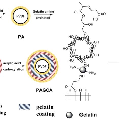 Illustration Of Structure Preparation And Adsorption For Grafted Pvdf Download Scientific